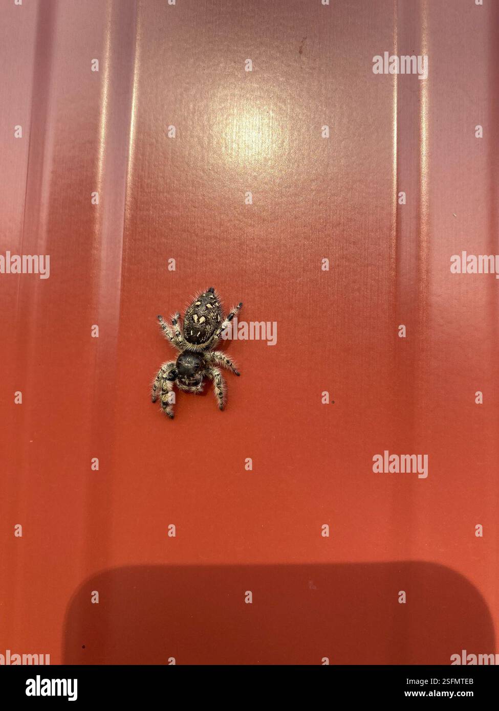 canopy jumping spider (Phidippus otiosus), Arachnida, South Carolina ...