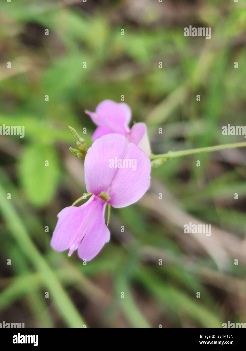 Rusty tick-trefoil (Desmodium rhytidophyllum), Plantae, Bouldercombe ...