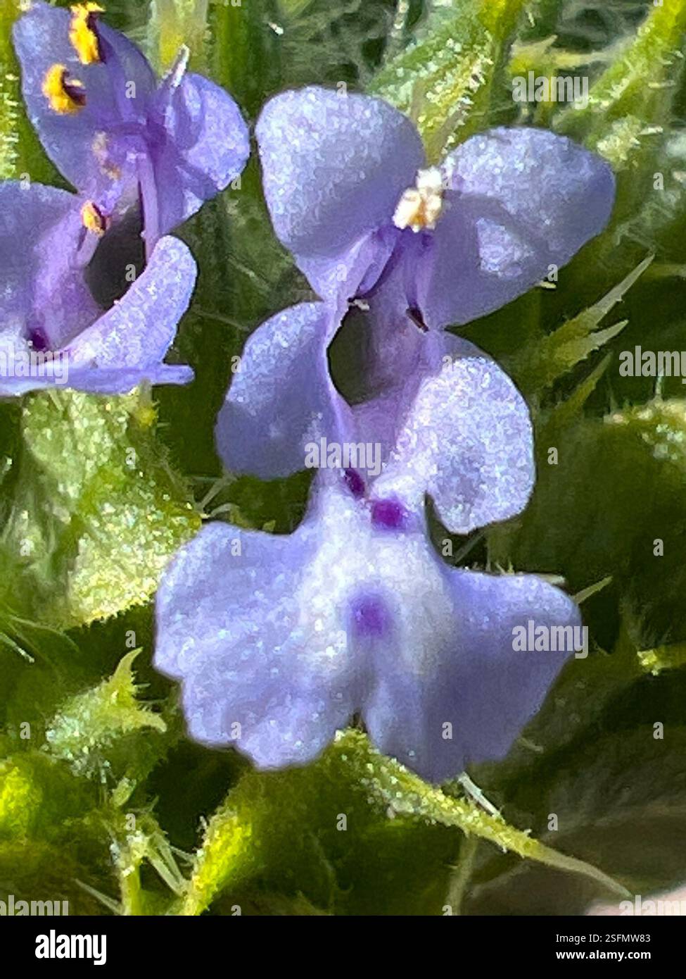 Chia (Salvia columbariae), Plantae, San Diego County, US-CA, US Stock ...
