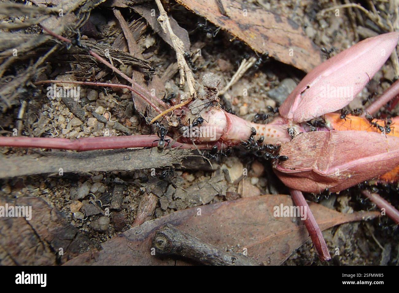 (Podacanthus), Insecta, 62 Railway Parade, Wentworth Falls NSW 2782 ...