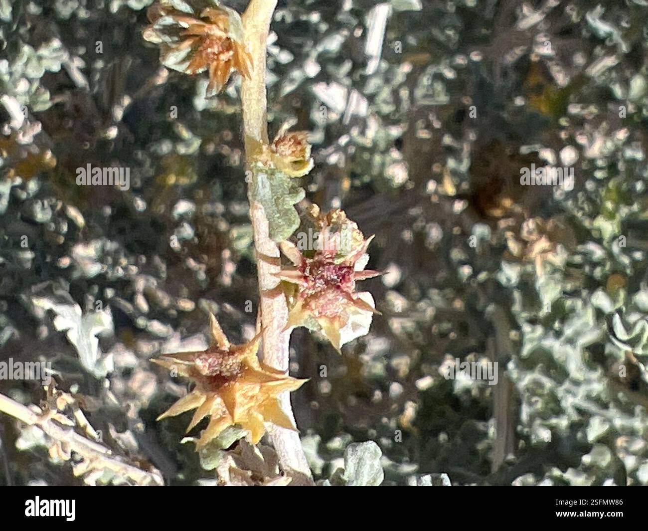 Burrobush (Ambrosia dumosa), Plantae, Anza-Borrego Desert State Park ...