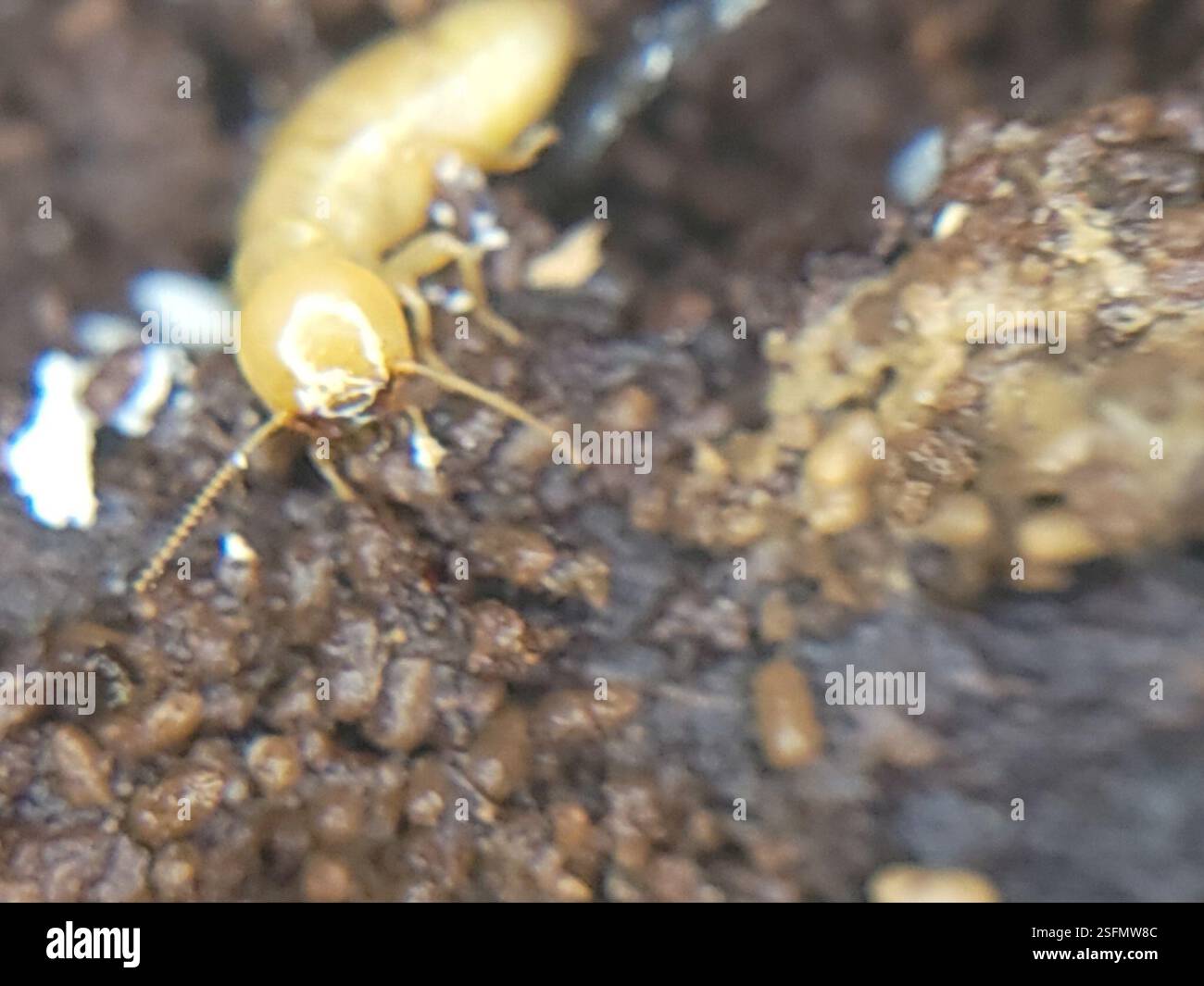 (Zootermopsis), Insecta, Palomar Park, CA 94062, USA Stock Photo - Alamy