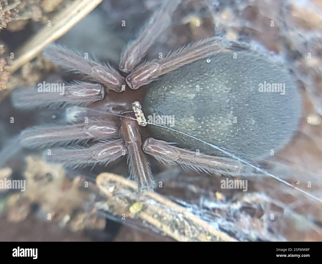 (Metaltella), Arachnida, Palomar Park, CA 94062, USA Stock Photo - Alamy