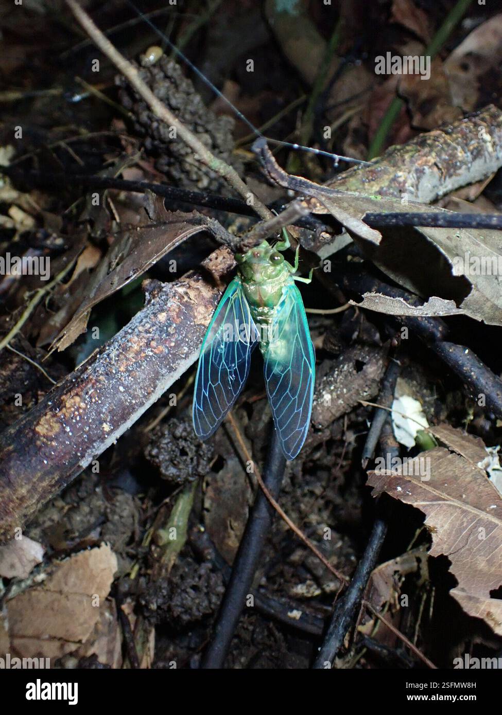 (Cicadinae), Insecta, Lahad Datu, Sabah, Malaysia Stock Photo - Alamy