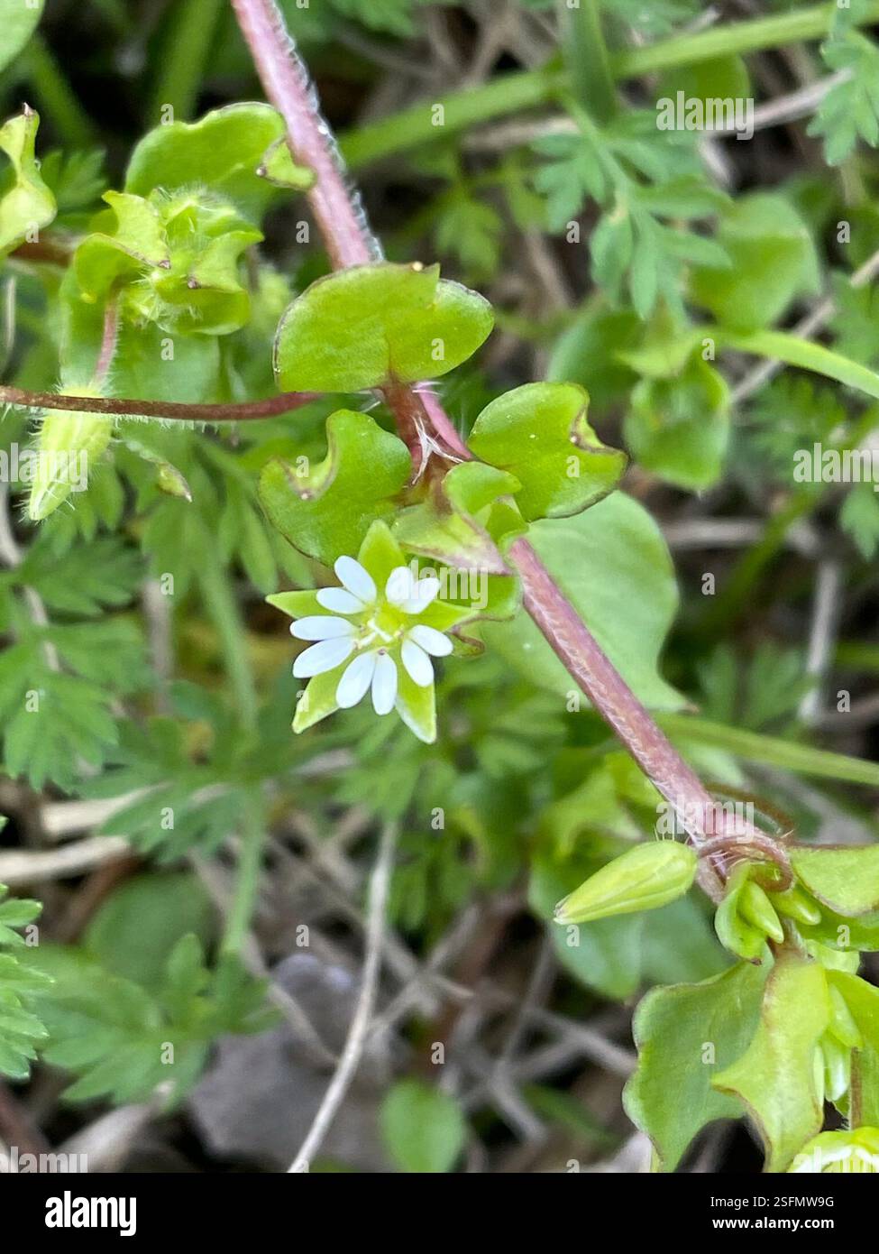 common chickweed (Stellaria media), Plantae, N Fannin Ave, Cameron, TX ...