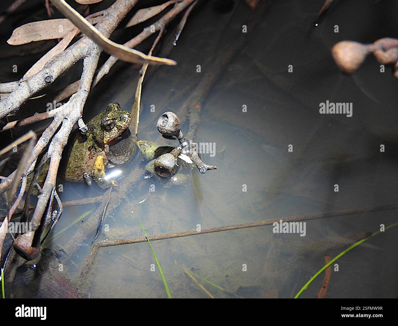 Common Eastern Froglet (Crinia signifera), Amphibia, Hobart TAS ...