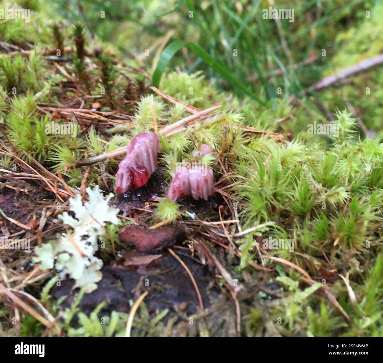 Dark-brown Wood-hair (Stemonitis fusca), Protozoa, Highland Council, UK ...