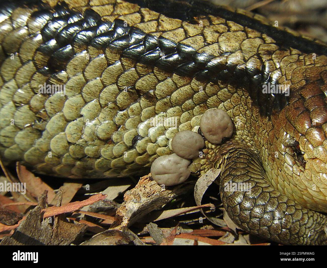 Southern Reptile Tick (Bothriocroton hydrosauri), Arachnida, Hobart TAS ...