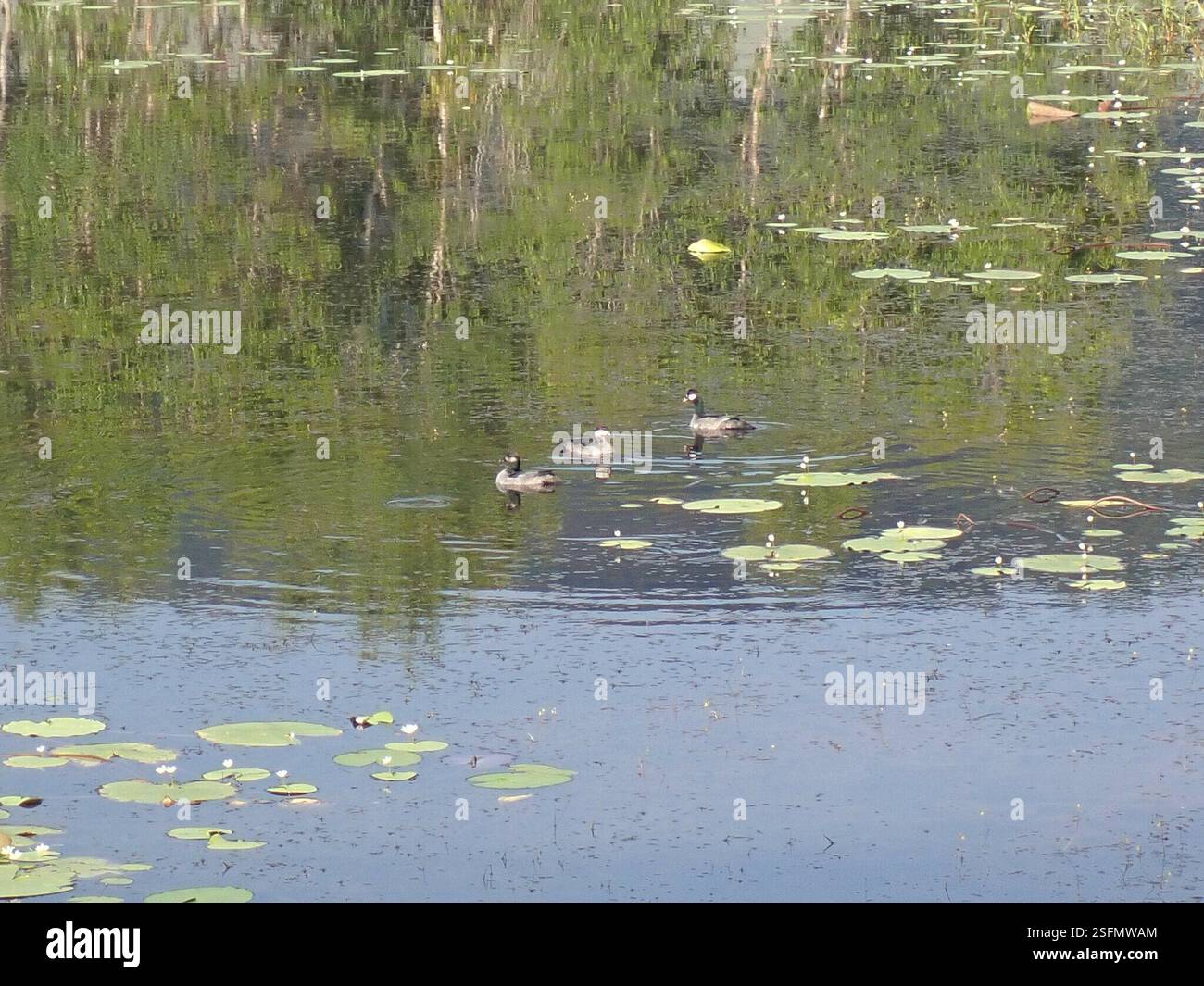 Green Pygmy-Goose (Nettapus pulchellus), Aves, Cairns QLD, Australia ...