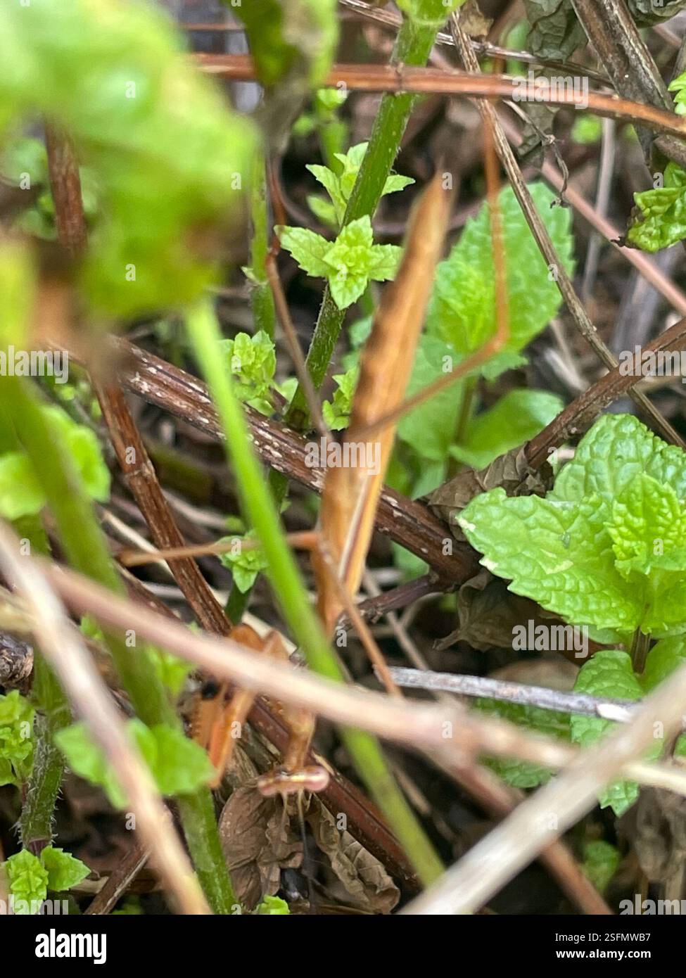 False Garden Mantis (Pseudomantis albofimbriata), Insecta, Melbourne ...