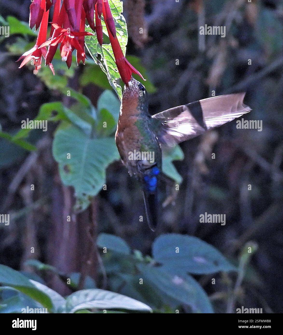 Blue-capped Puffleg (Eriocnemis glaucopoides), Aves, Jujuy, AR Stock ...