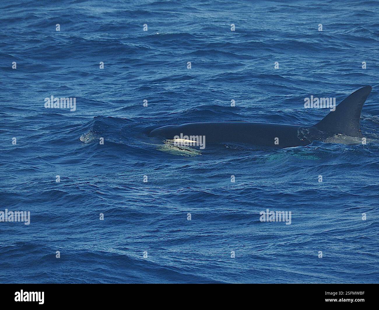 Orca (Orcinus orca), Mammalia, Bremer Bay WA 6338, Australia Stock ...