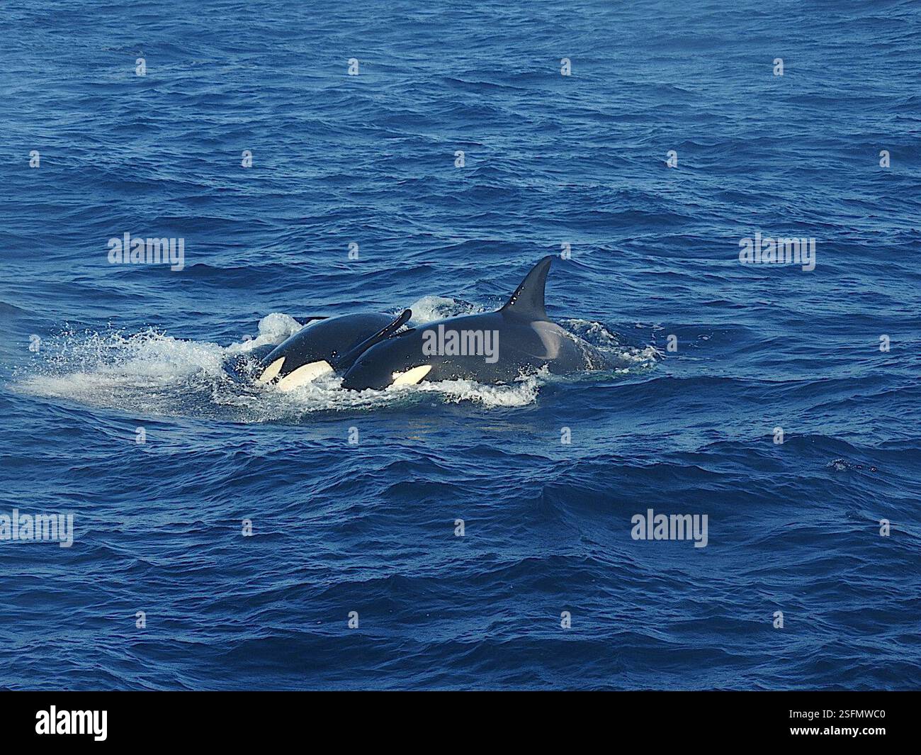 Orca (Orcinus orca), Mammalia, Bremer Bay WA 6338, Australia Stock ...