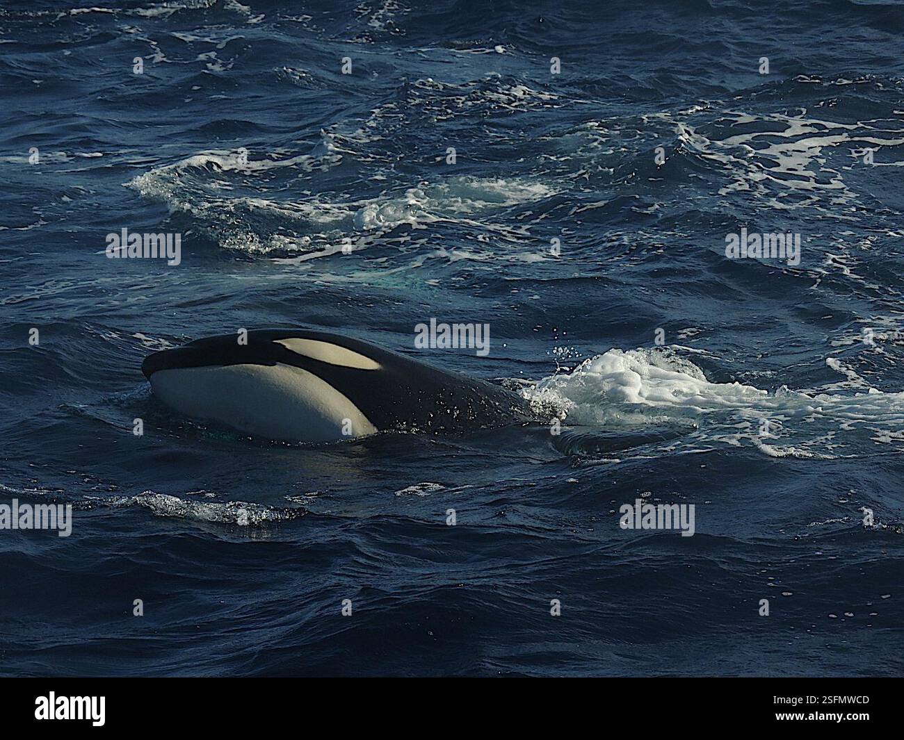 Orca (Orcinus orca), Mammalia, Bremer Bay WA 6338, Australia Stock ...