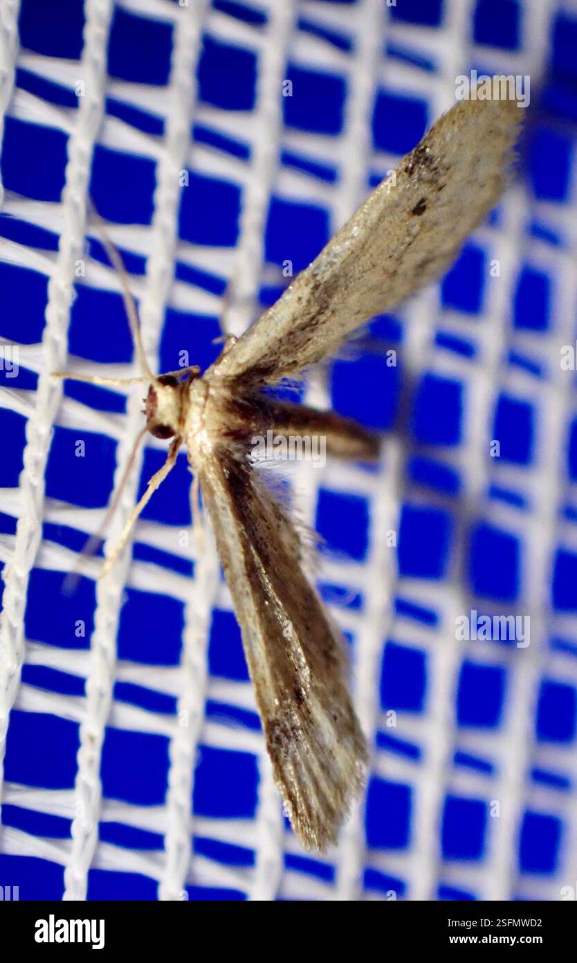 Geometer Moths (Geometridae), Insecta, São Vicente, Cape Verde, CV ...