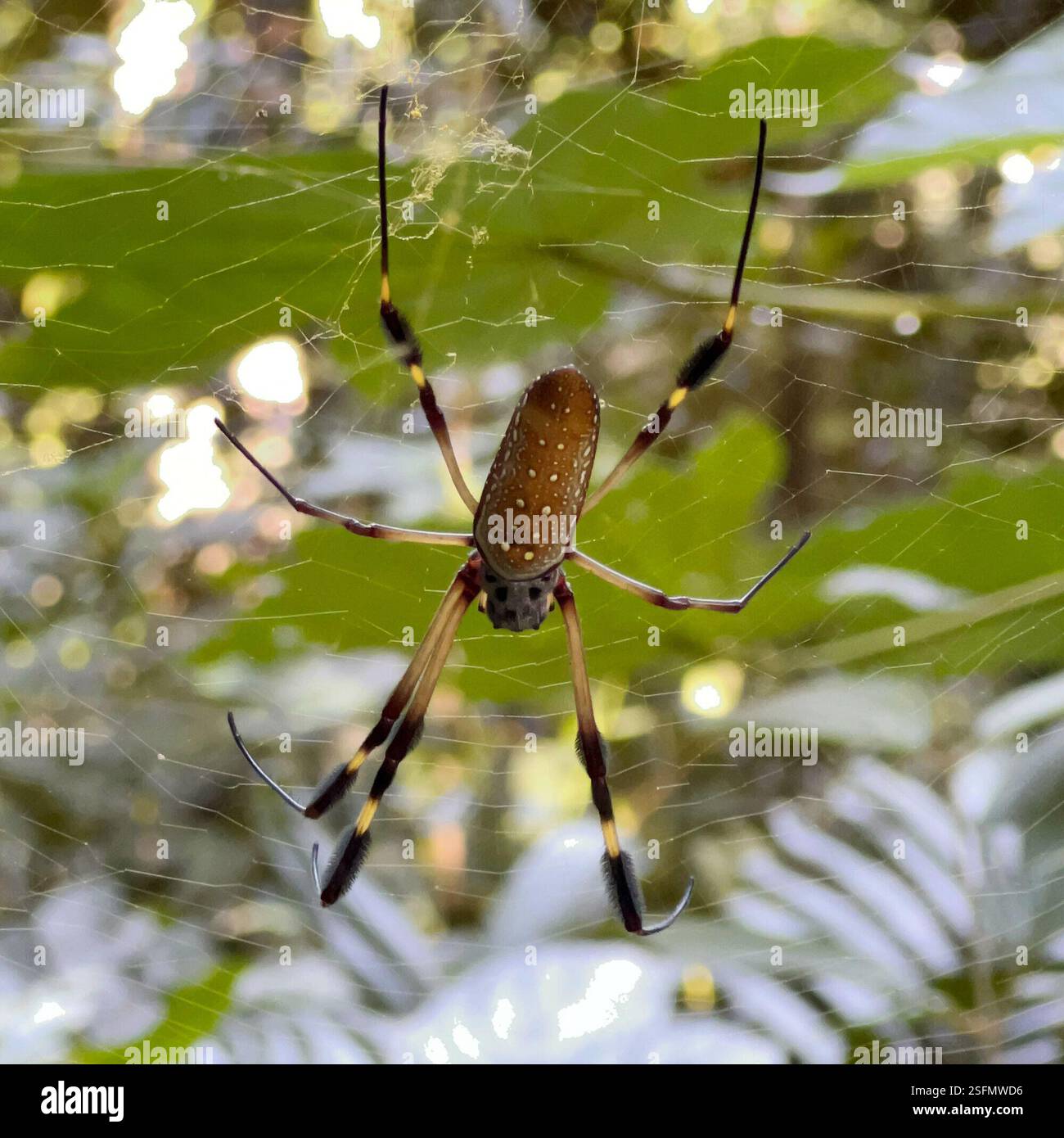 Golden Silk Spider (Trichonephila clavipes), Arachnida, La Ceiba ...