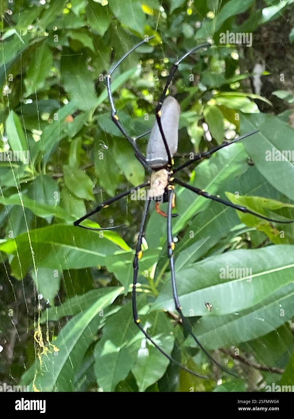 Giant Golden Orbweaver (Nephila pilipes), Arachnida, South Pacific ...