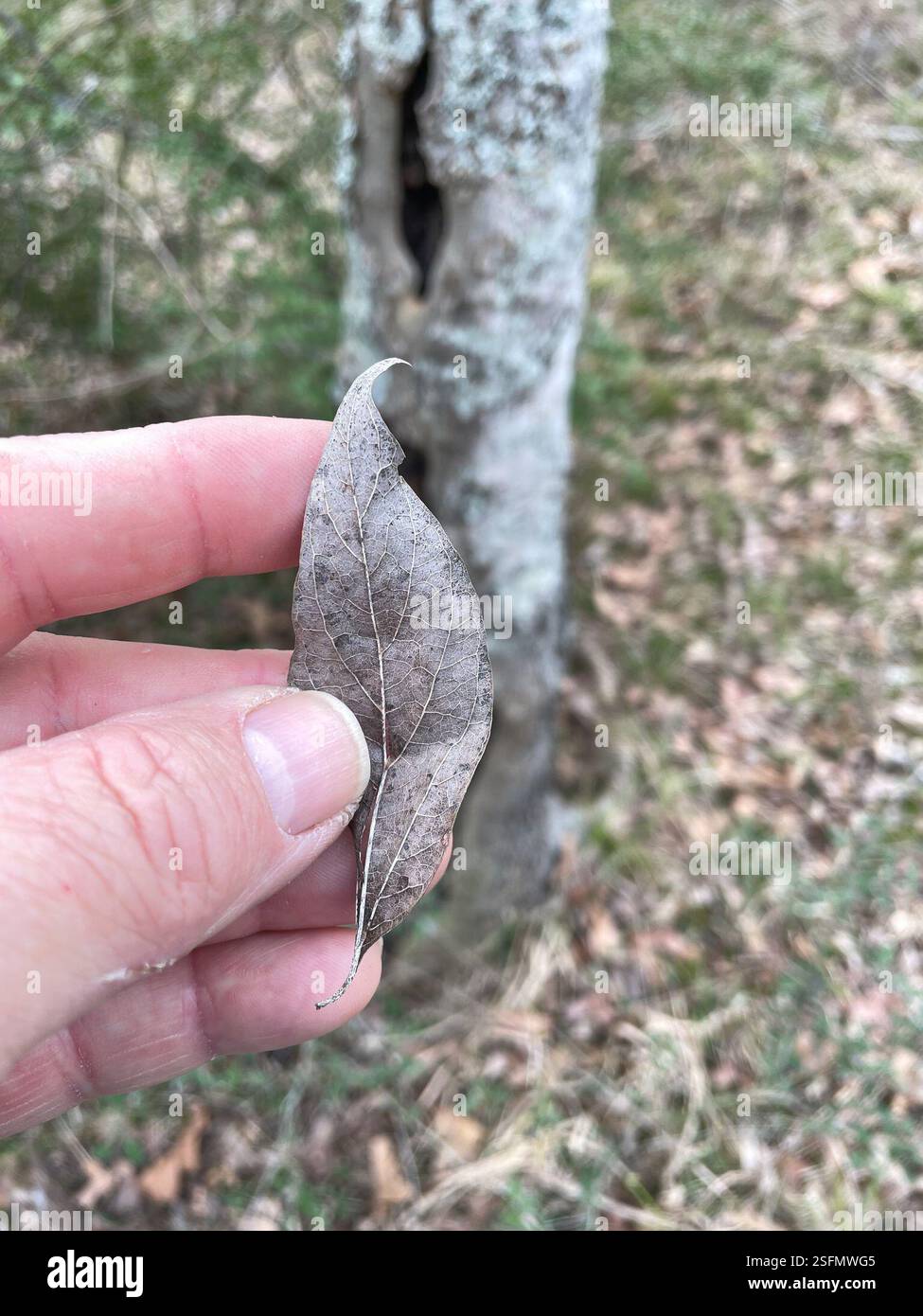 sugar hackberry (Celtis laevigata), Plantae, Fairfield Lake State Park ...