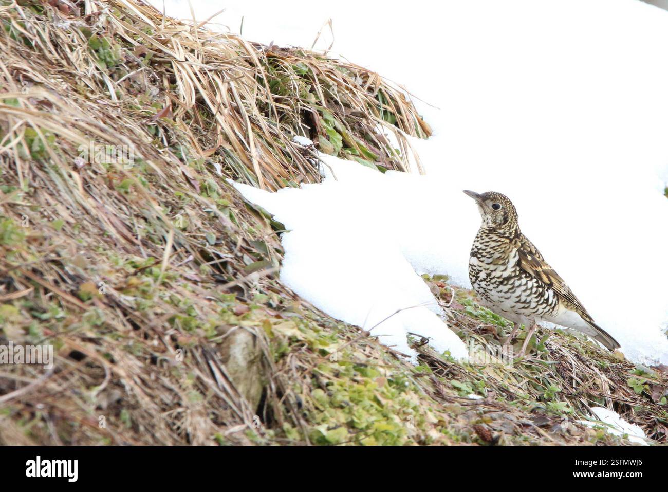 White's Thrush (Zoothera aurea), Aves, Fukushima, JP Stock Photo - Alamy