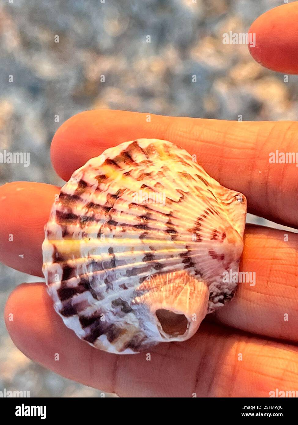 Atlantic Calico Scallop (Argopecten gibbus), Mollusca, Little Hickory ...