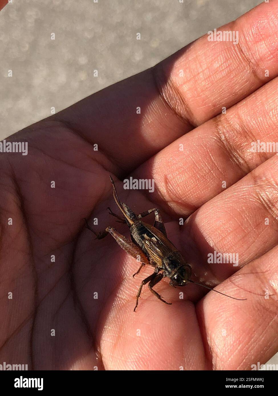 (Gryllus), Insecta, N Tanner Rd, Orlando, FL, US, dead cricket stuck on ...