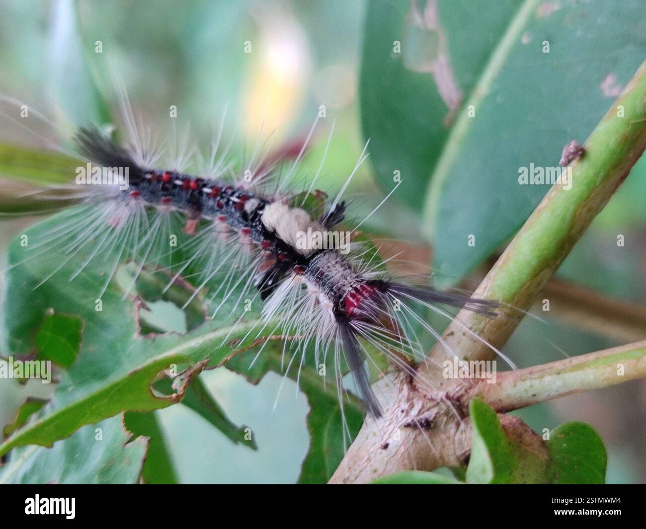 Brown Tussock Moth (Olene mendosa), Insecta, Kavanattinkara, Kumarakom ...