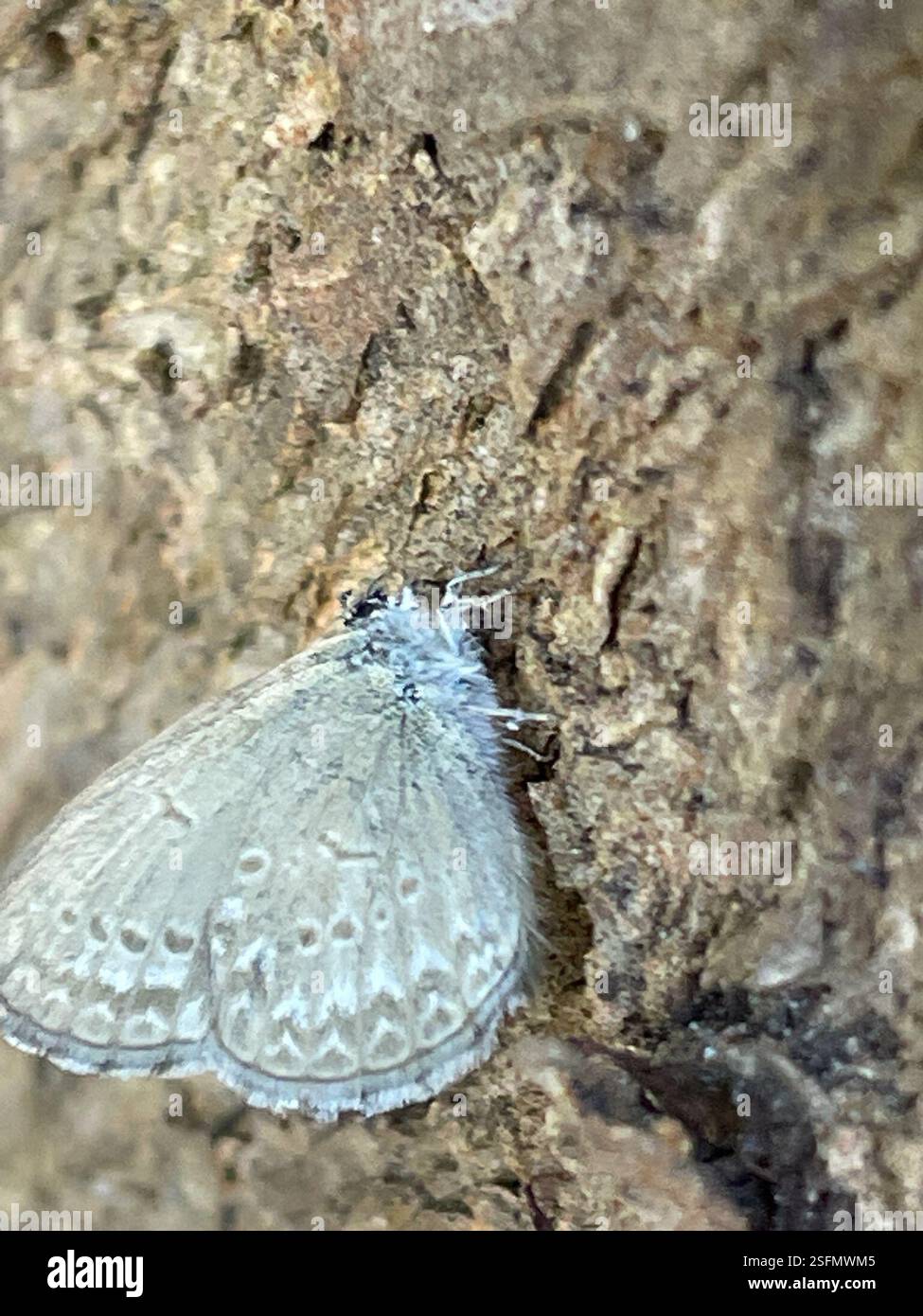 Lesser Grass Blue (Zizina otis), Insecta, Melbourne VIC, Australia ...