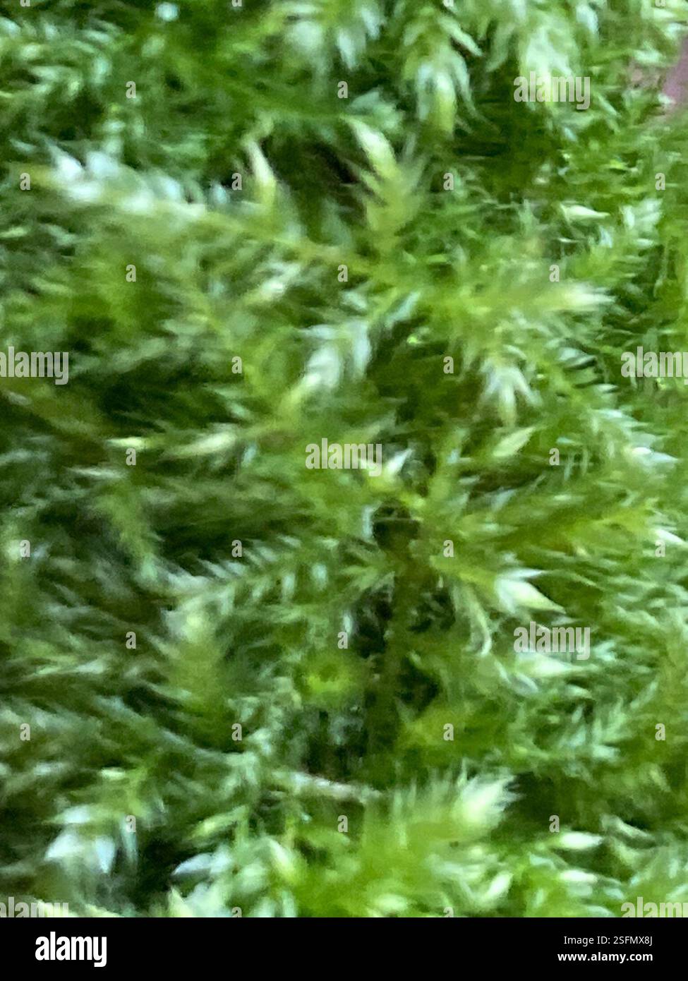 Common Feather-moss (Kindbergia praelonga), Plantae, Orchard Rise ...