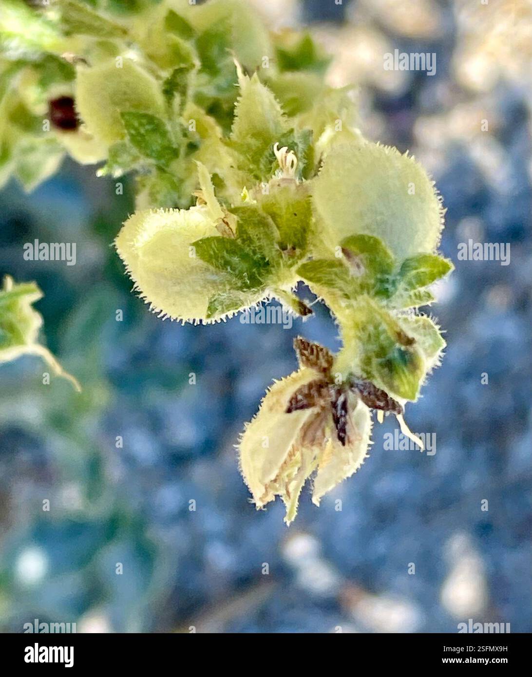 Desert Twinbugs (Dicoria canescens), Plantae, Henderson Canyon Rd ...