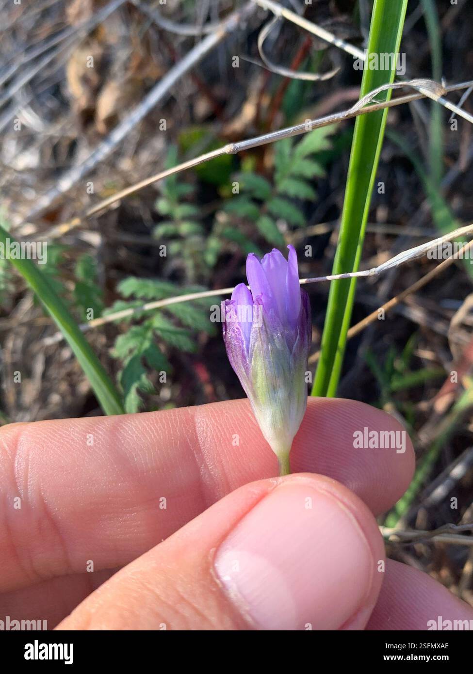 Blue Dicks (Dipterostemon capitatus), Plantae, Hidden Falls Regional ...