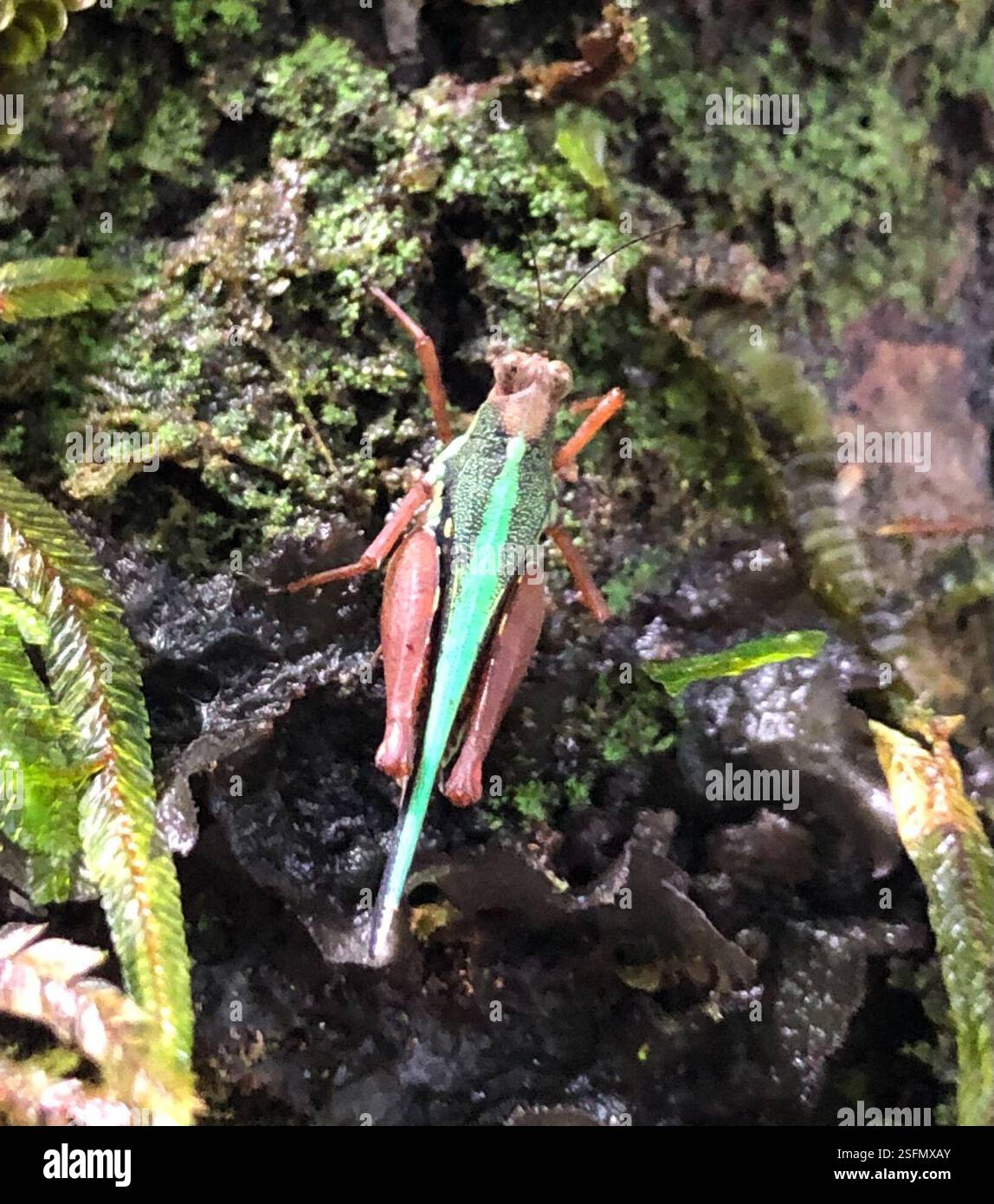 (Scaria), Insecta, Paseo Turistico, Pastaza, Pastaza, EC Stock Photo ...