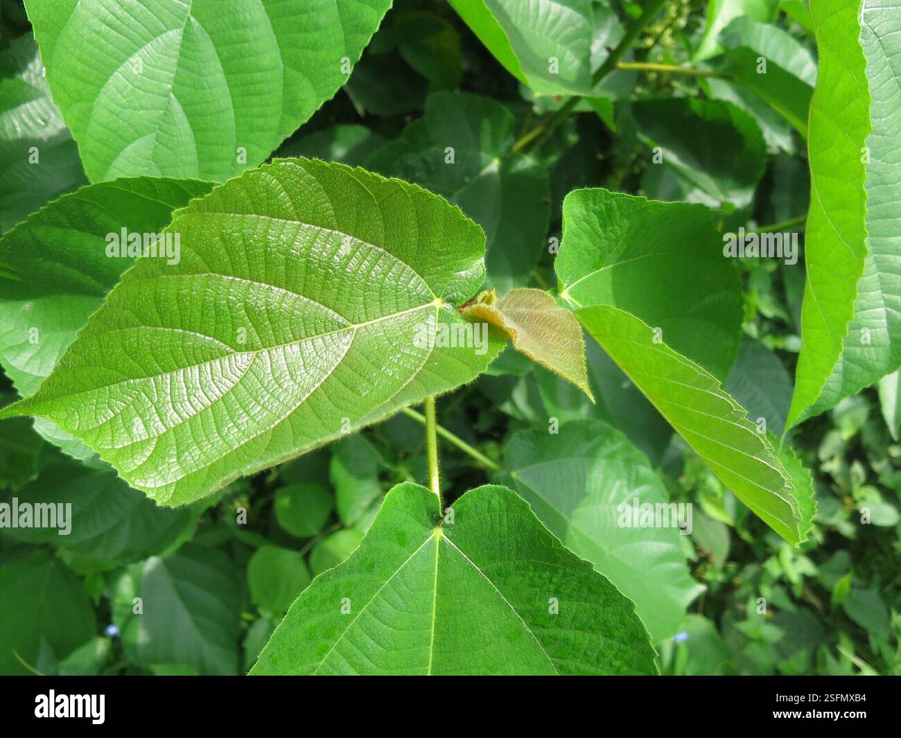 (Ficus mucuso), Plantae, Mé-Zóchi, São Tomé e Príncipe Stock Photo - Alamy