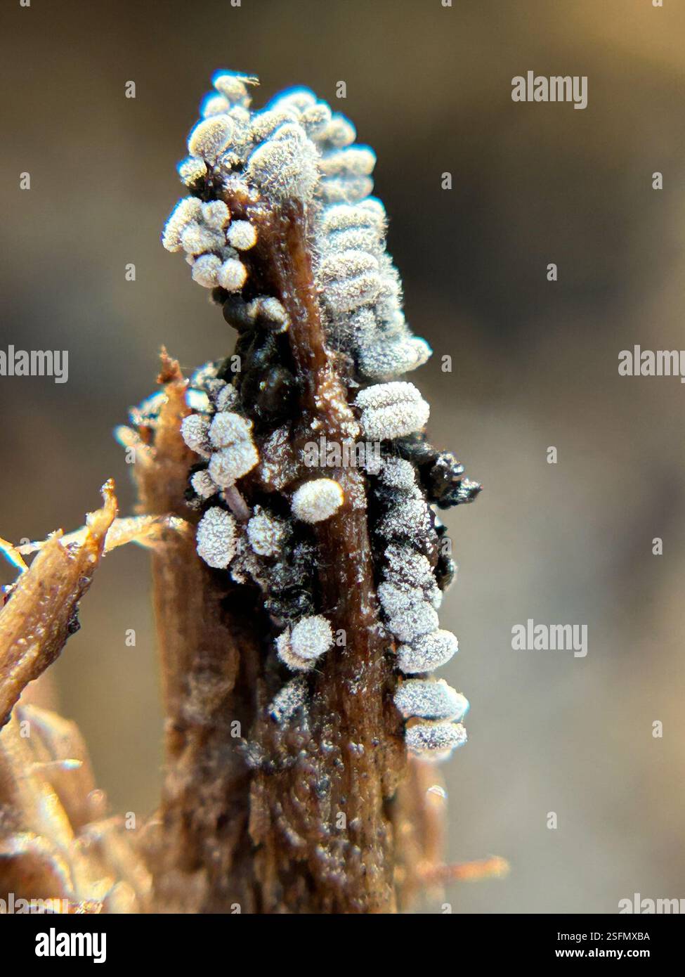 slime molds (Mycetozoa), Protozoa, Los Osos Oaks State Natural Reserve ...