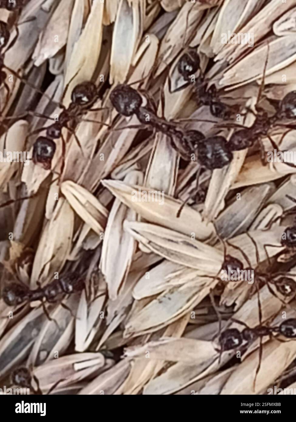 Messor Harvester Ants (Messor), Insecta, 43013 Langhirano PR, Italia ...