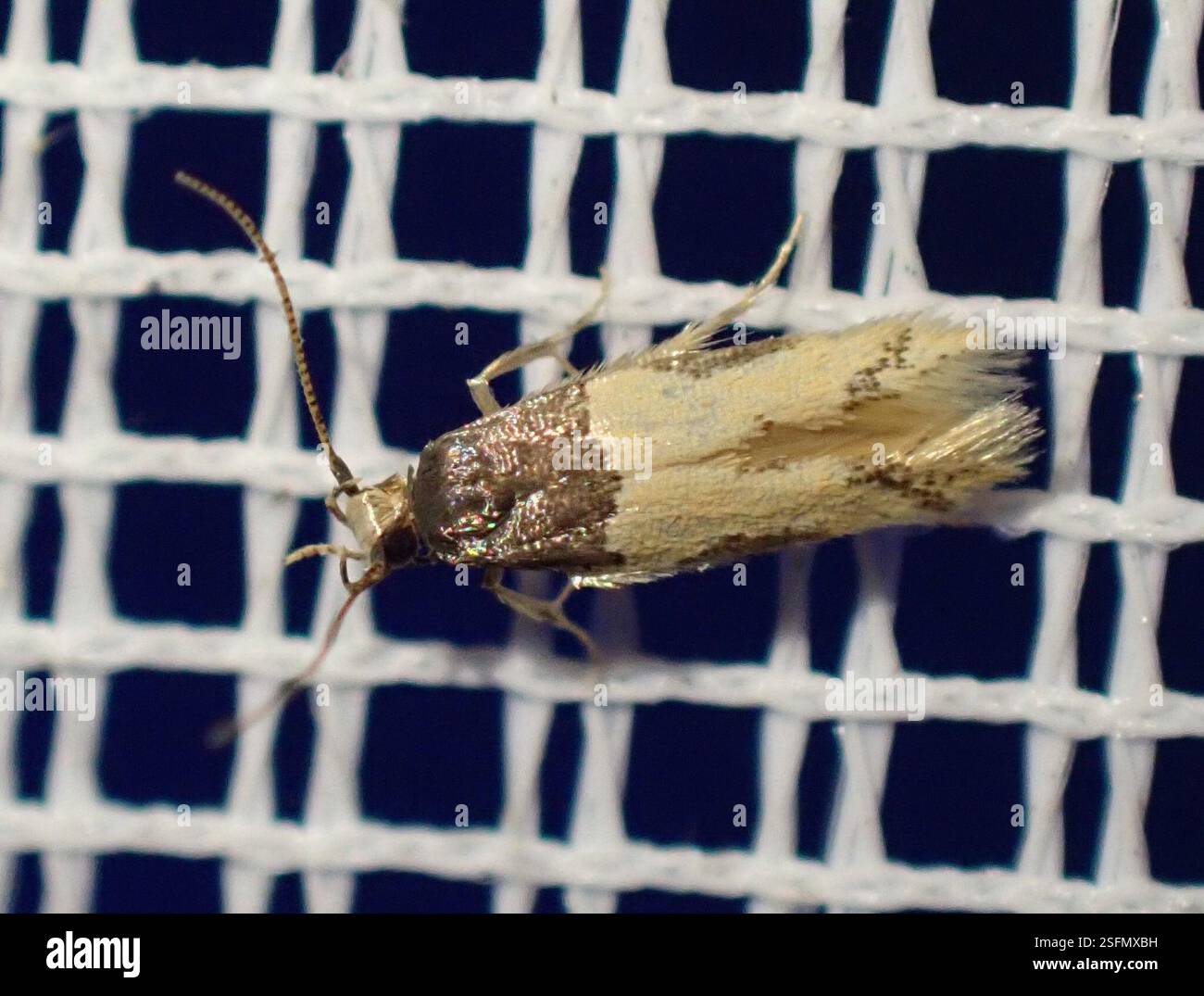Curved-horn Moths (Gelechioidea), Insecta, Santo Antão, Cape Verde, CV ...