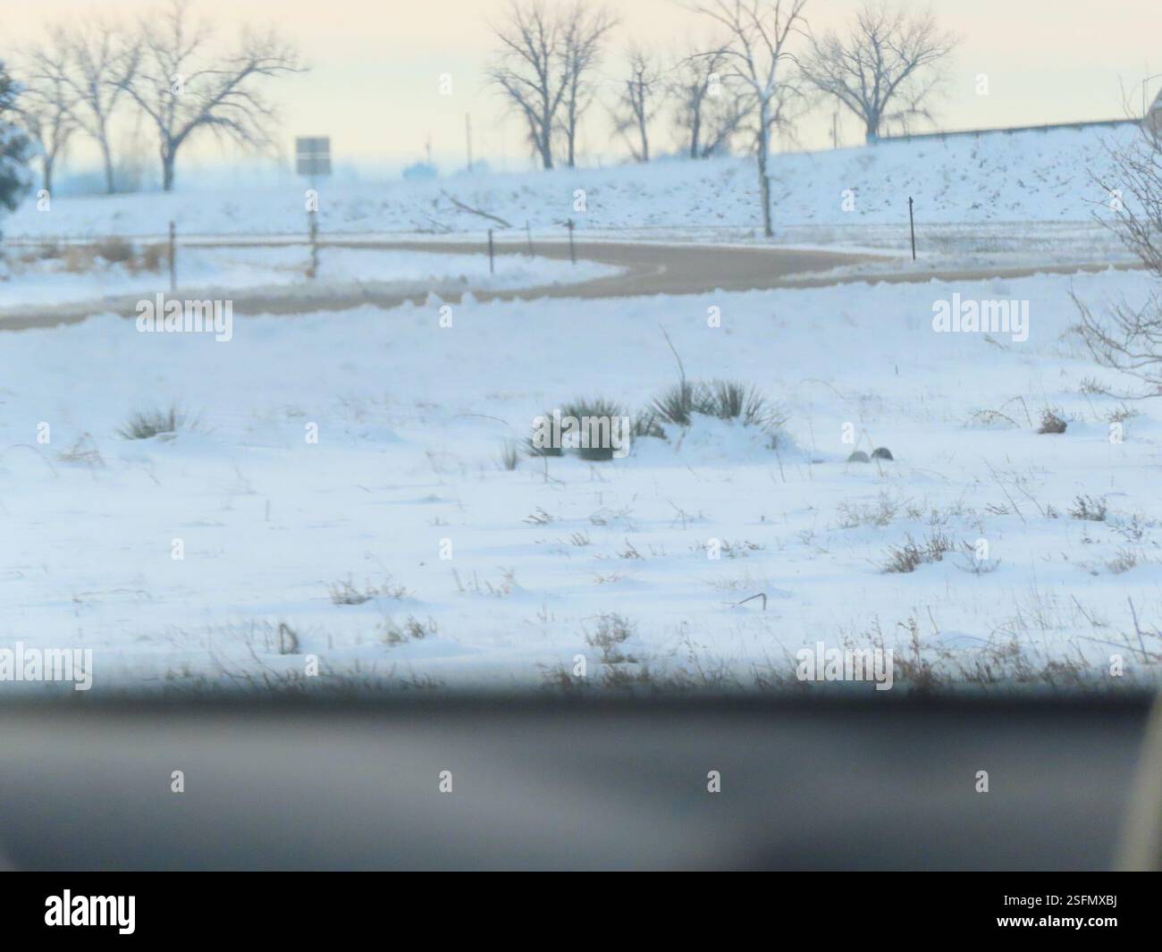 Great Plains yucca (Yucca glauca), Plantae, Weld, Colorado, United ...