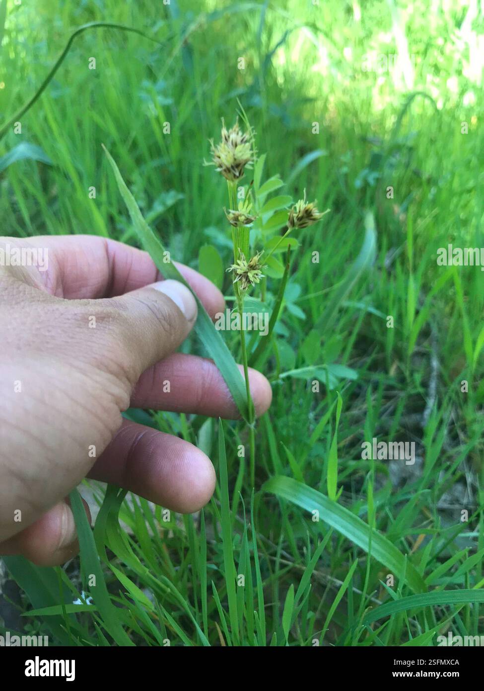 Pacific Woodrush (Luzula comosa), Plantae, Robert Louis Stevenson ...