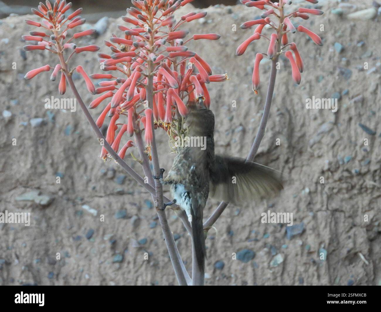 Giant Hummingbird (Patagona gigas), Aves, Tilcara, Jujuy, AR Stock ...