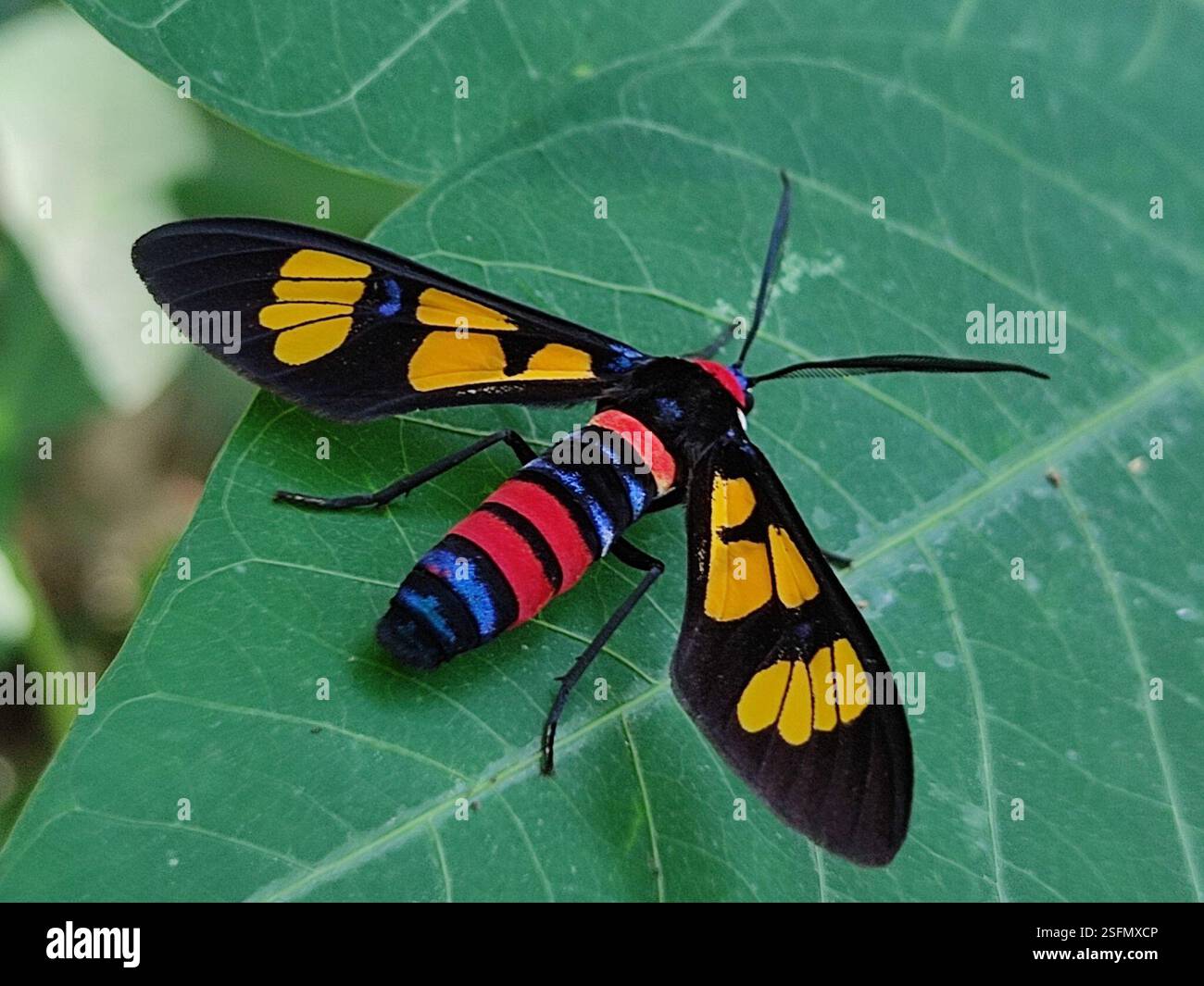 Painted Handmaiden Moth (Euchromia polymena), Insecta, Kumplampoika, Kerala 689661, India Stock ...