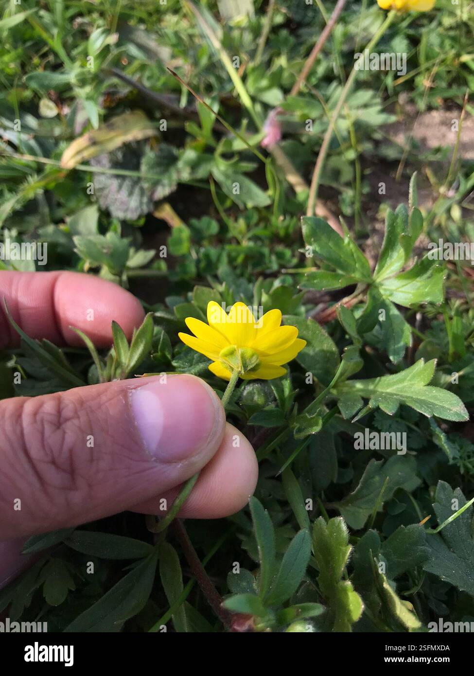 California buttercup (Ranunculus californicus), Plantae, Point Reyes ...