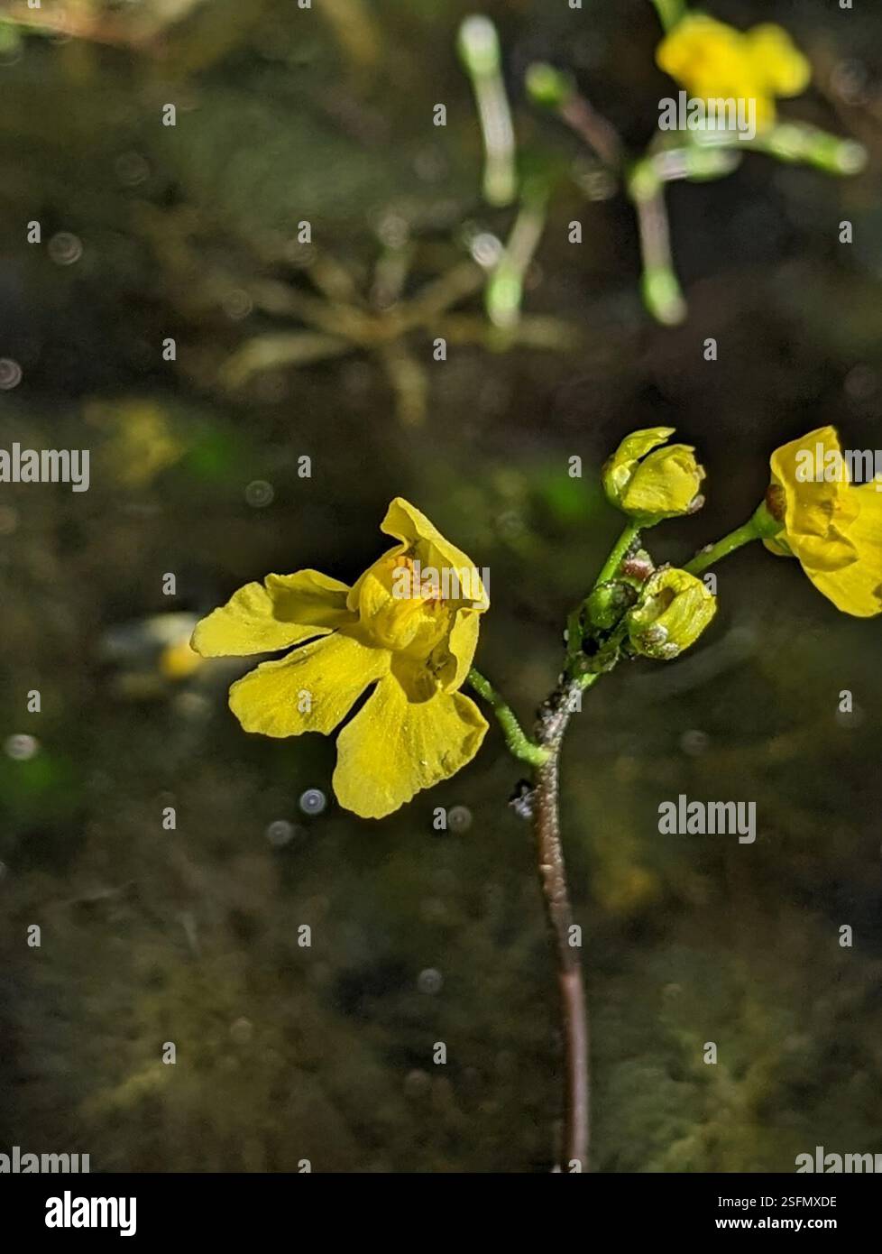 swollen bladderwort (Utricularia inflata), Plantae, Volusia County, US ...