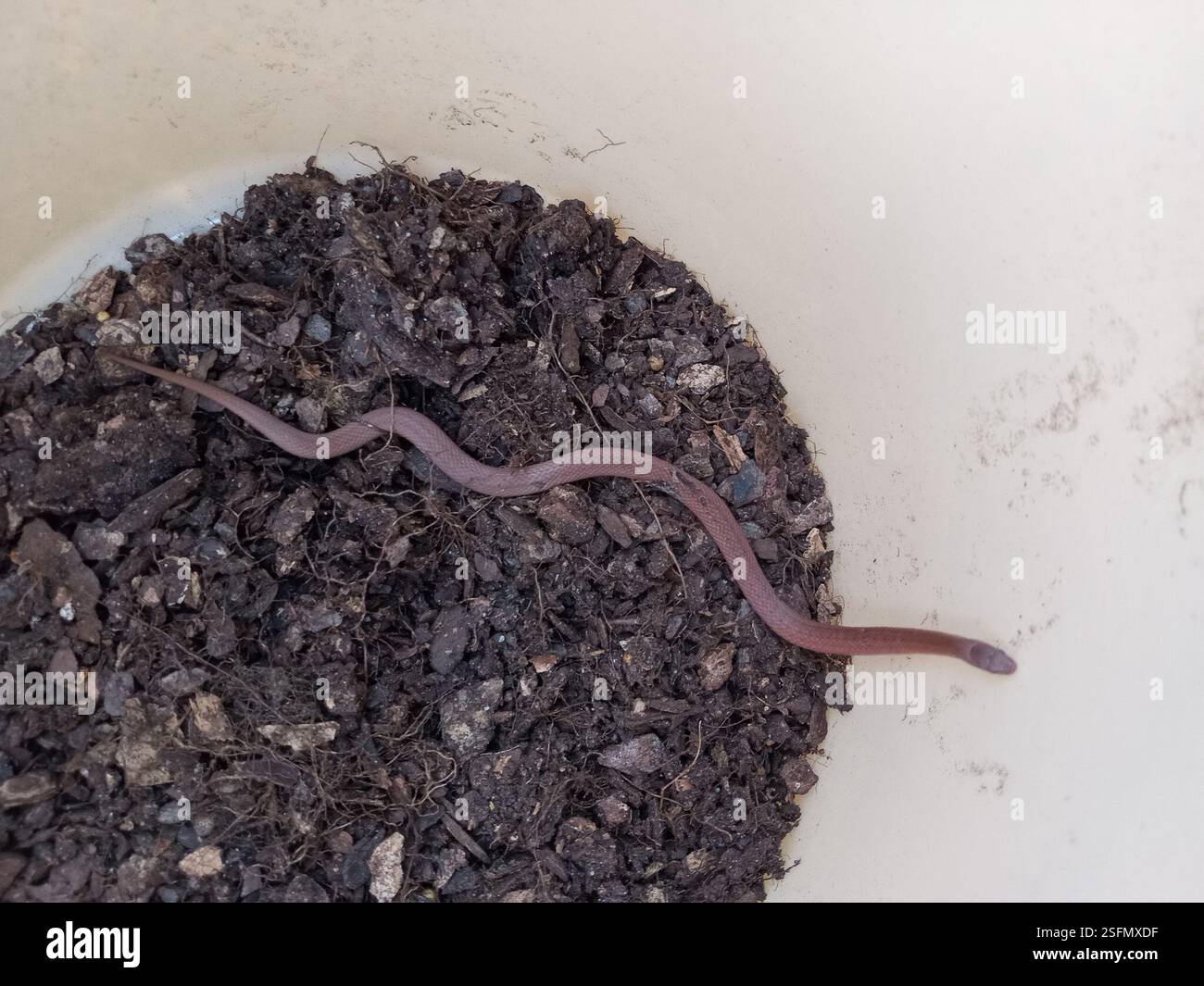 Duct snakes hi-res stock photography and images - Alamy