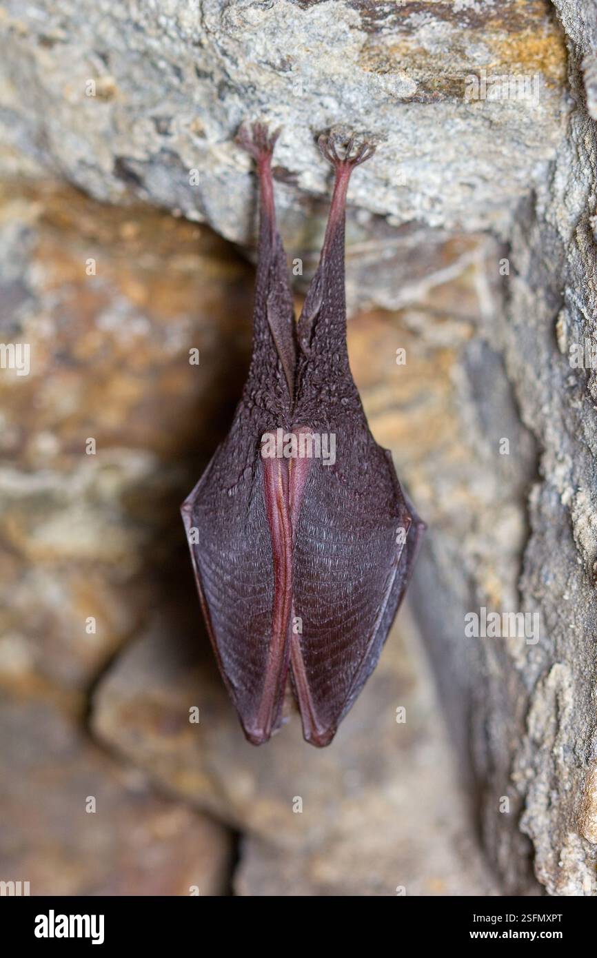 The lesser horseshoe bat (Rhinolophus hipposideros) wintering ...