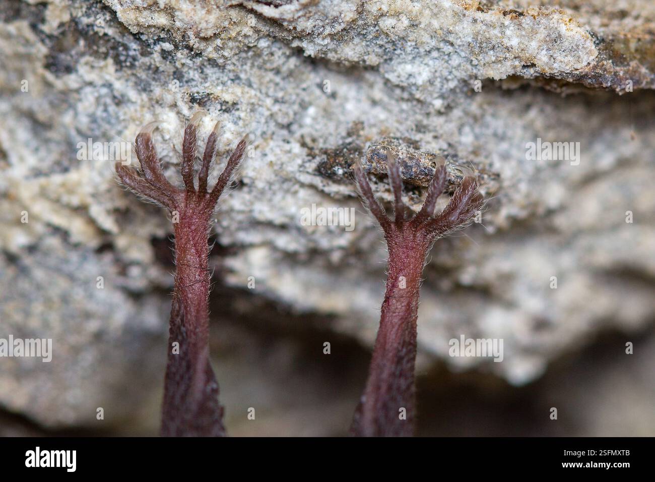 Detail of bats feet and toes holding onto rocks. The lesser horseshoe ...
