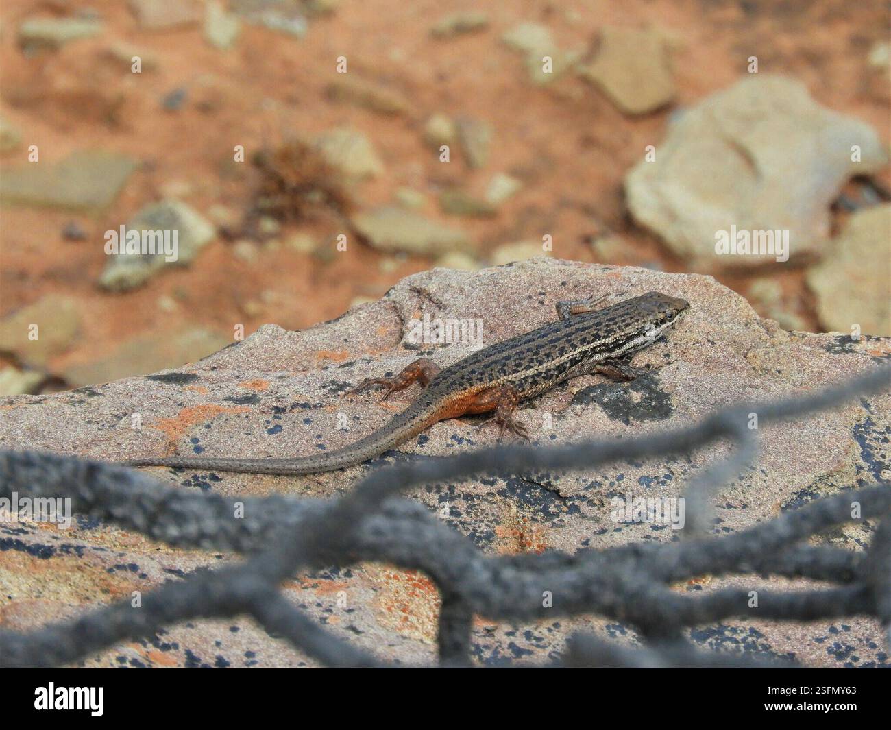 Variegated Skink (Trachylepis variegata), Reptilia, Ubuntu Local ...