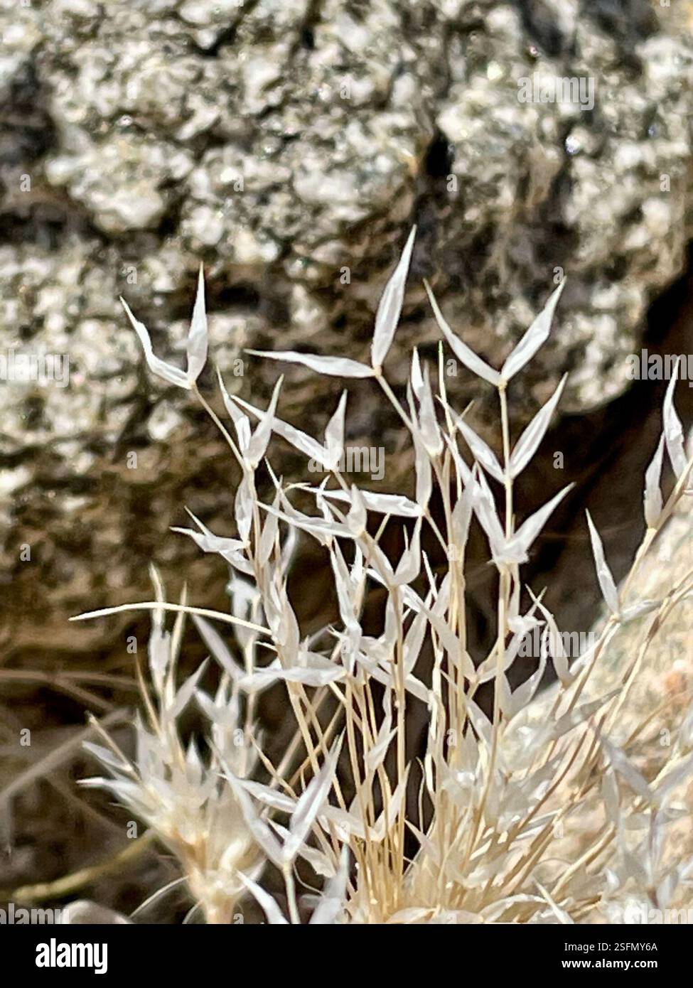 Fluffgrass (Dasyochloa pulchella), Plantae, Joshua Tree National Park ...