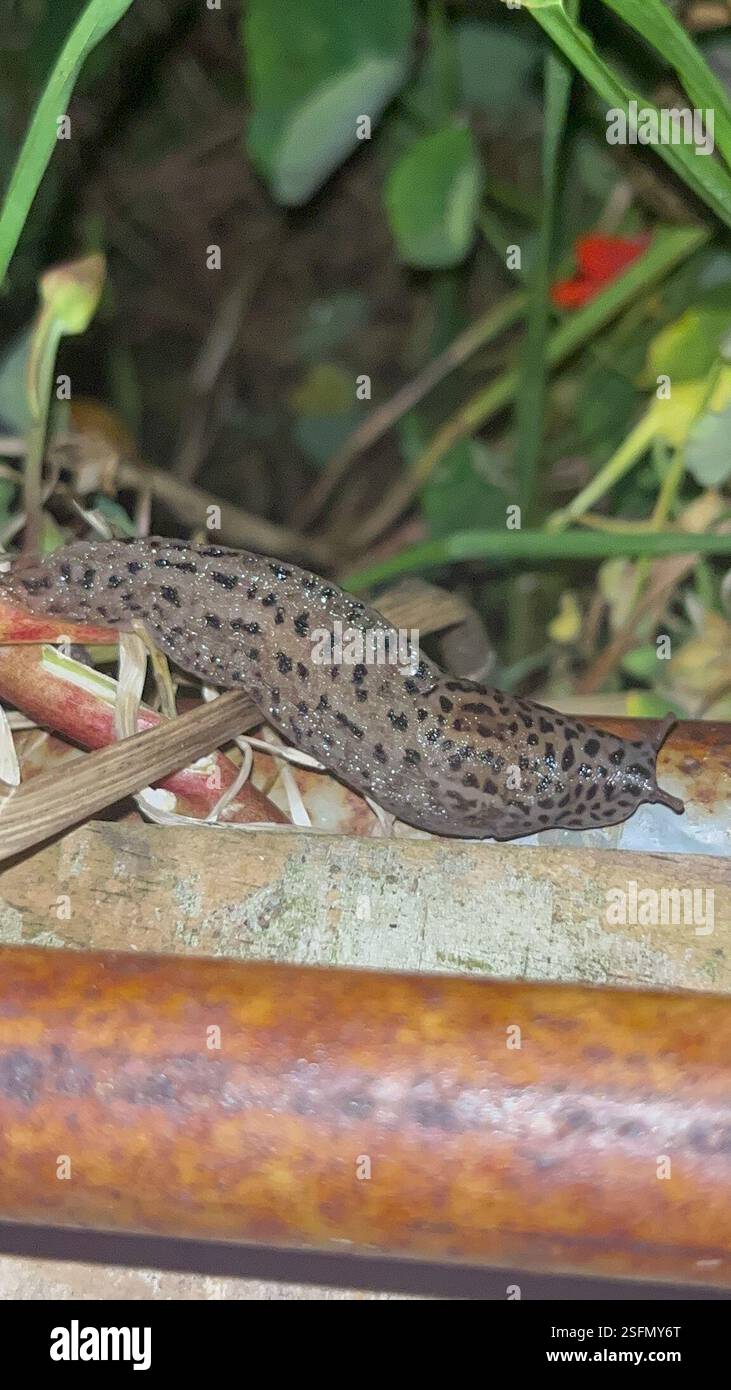 Leopard Slug (Limax maximus), Mollusca, Auckland, NZ Stock Photo - Alamy