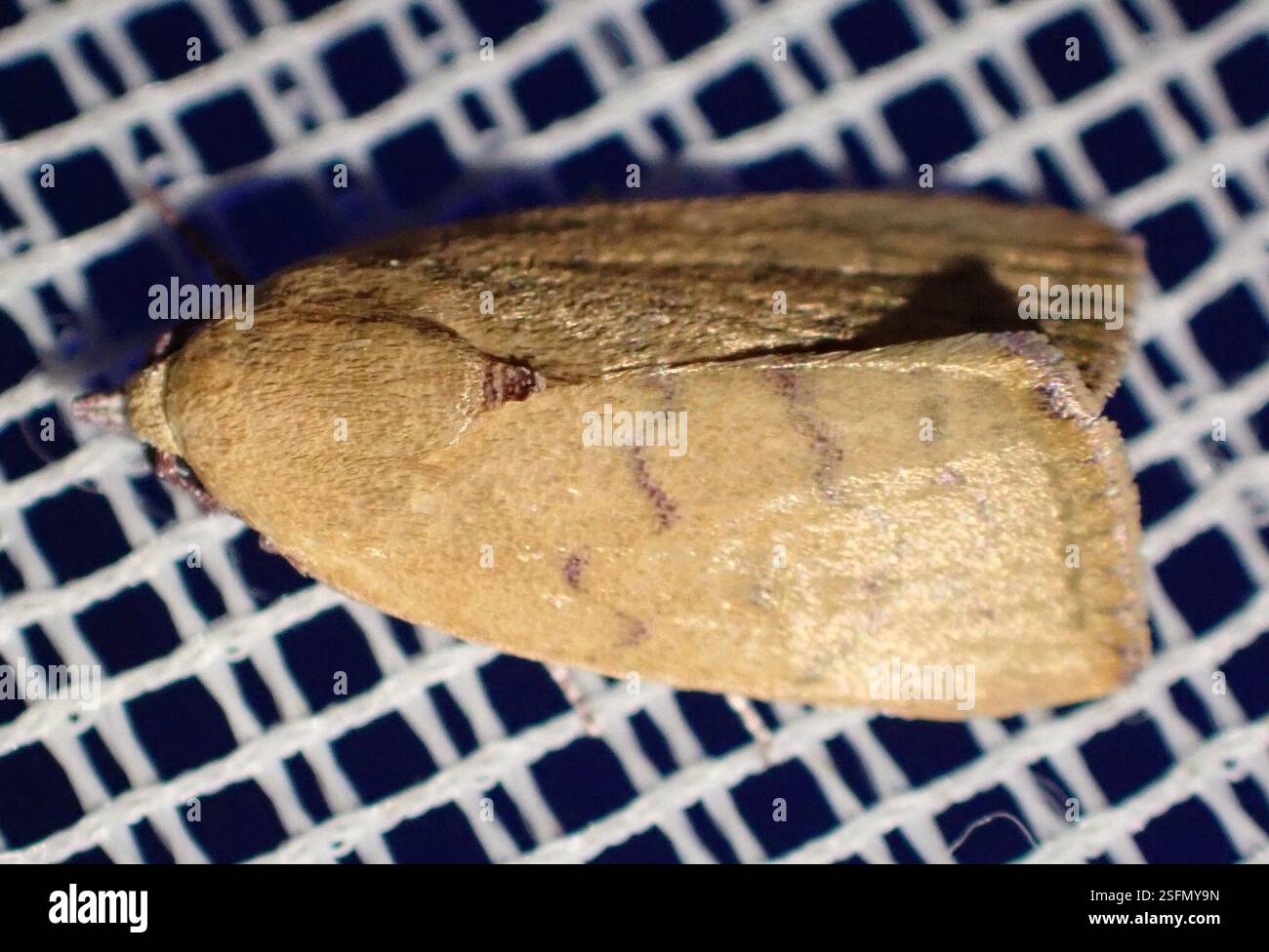 Tufted Moths (Nolidae), Insecta, Santo Antão, Cape Verde, CV Stock ...