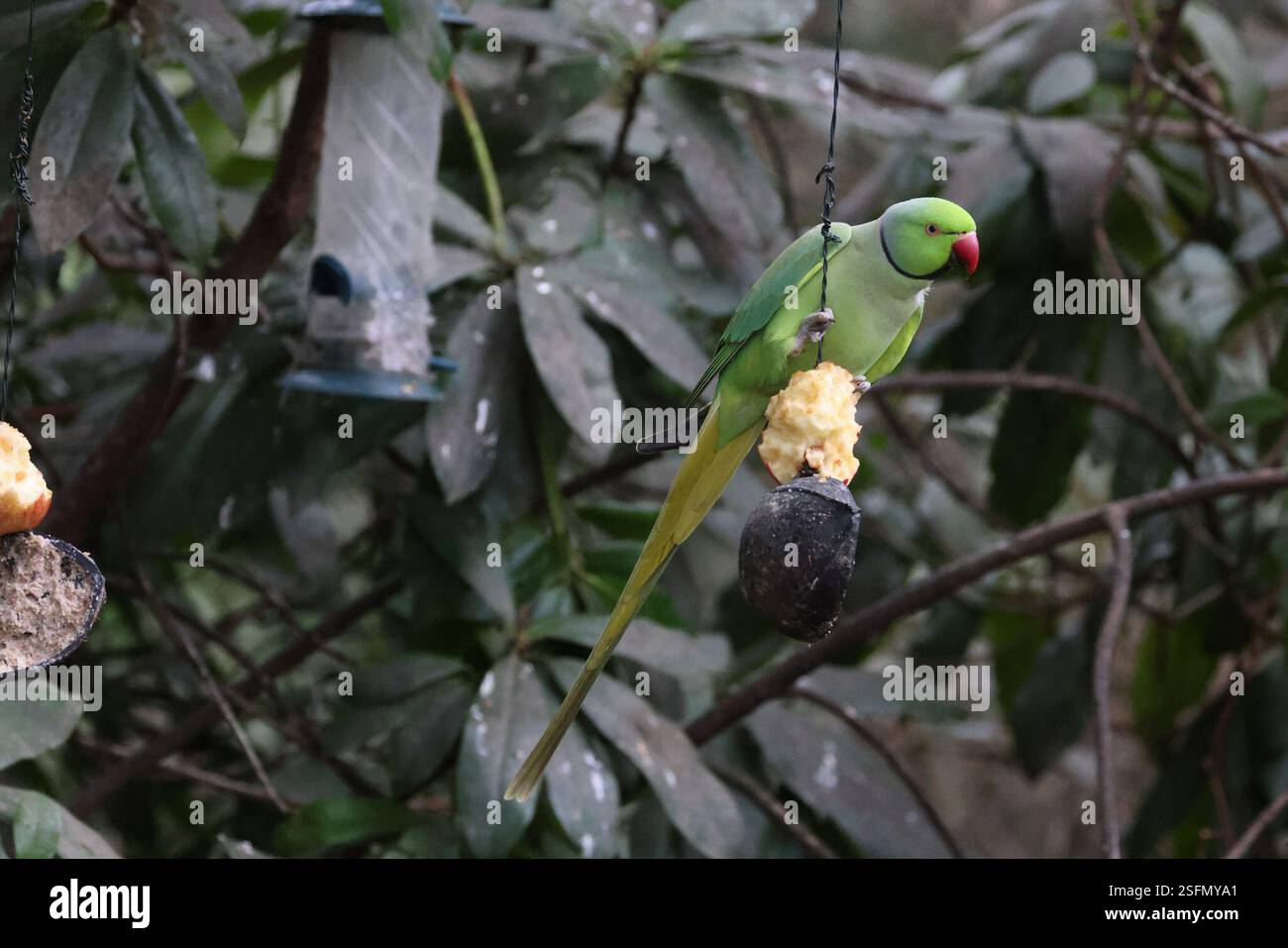 Rose-ringed Parakeet (Psittacula krameri), Aves, Sefton Park, Mossley ...