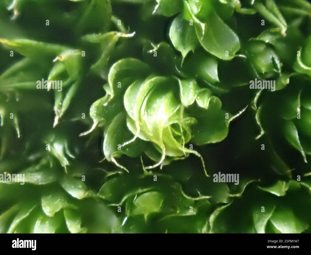 Capillary Thread-moss (Ptychostomum capillare), Plantae, Graafland ...